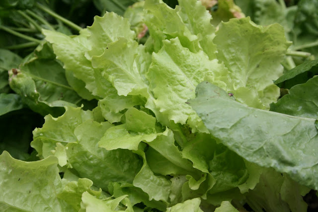 The Polished Pebble: Organic Vegetable Garden: Ojai