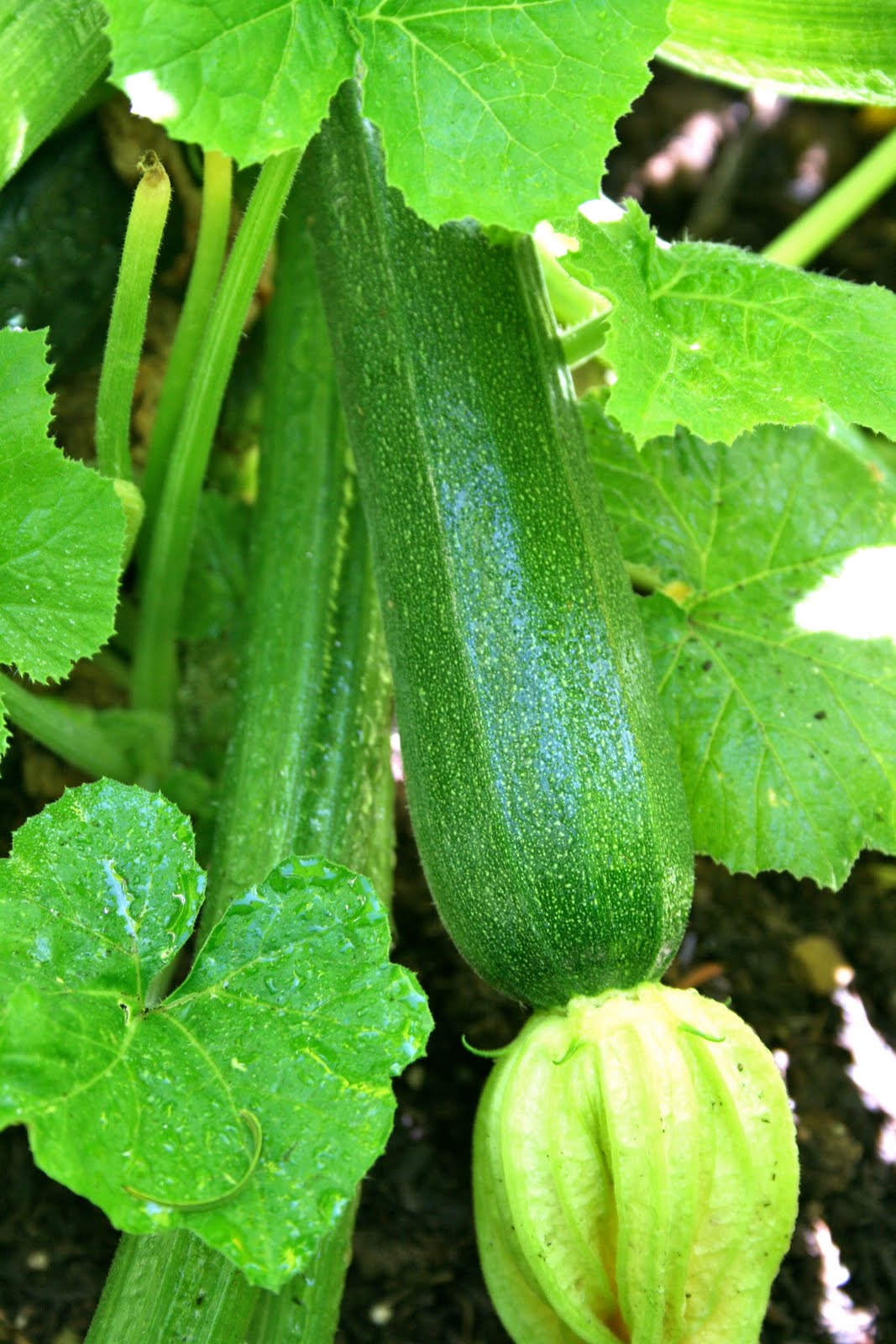 The Polished Pebble: Vegetable Garden Ideas