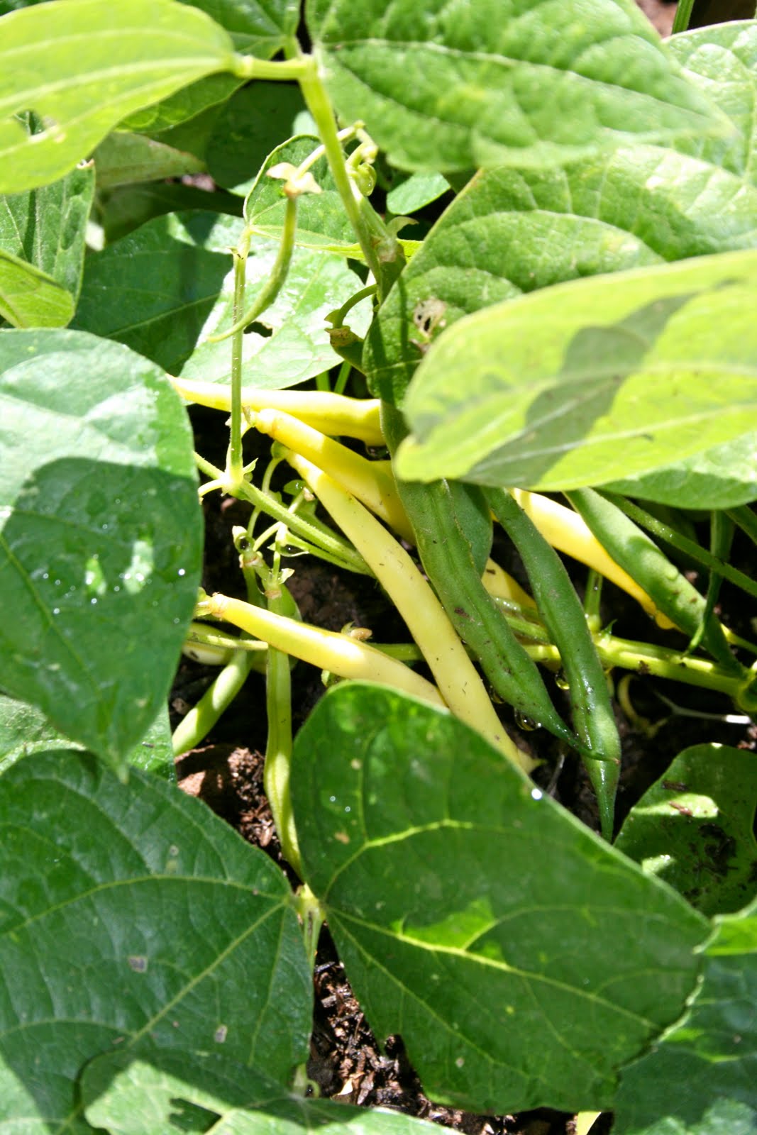 The Polished Pebble: Vegetable Garden Ideas