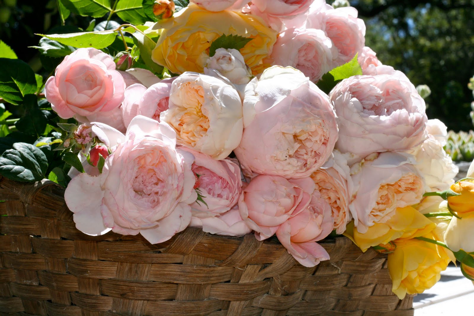 The Polished Pebble: David Austin Roses