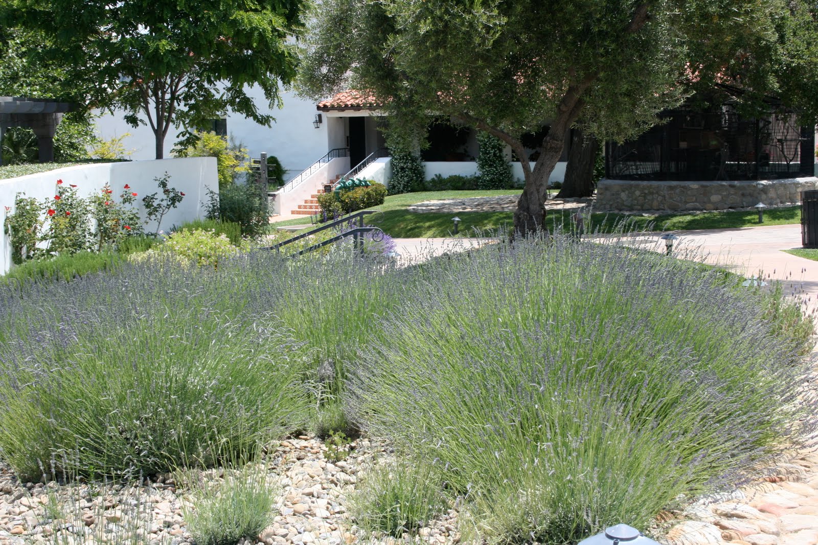 The Polished Pebble: Lavender