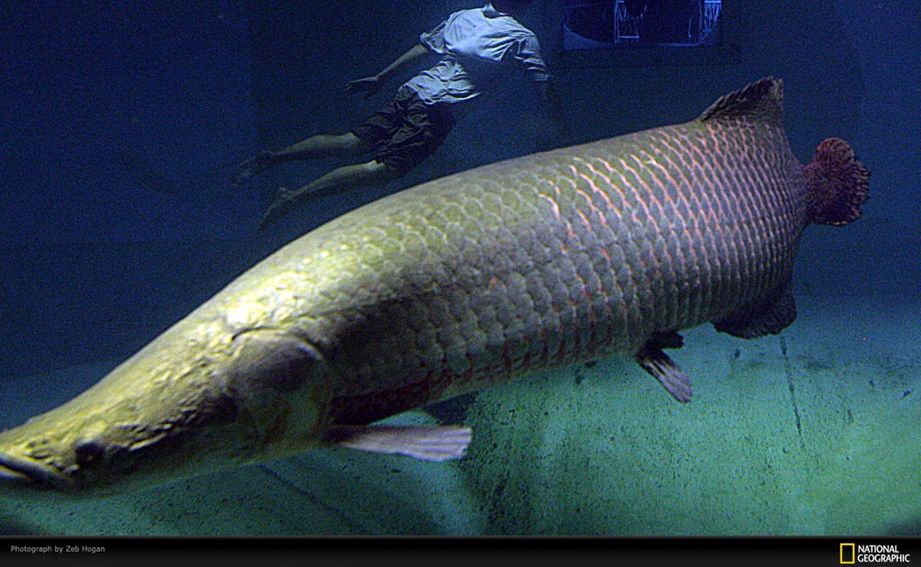 Llamaradas en la noche: El pez gigante del amazonas