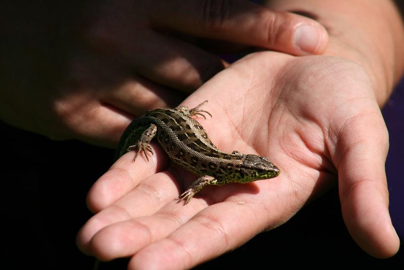 Ilyen a természetünk: Láb alatt a gyík