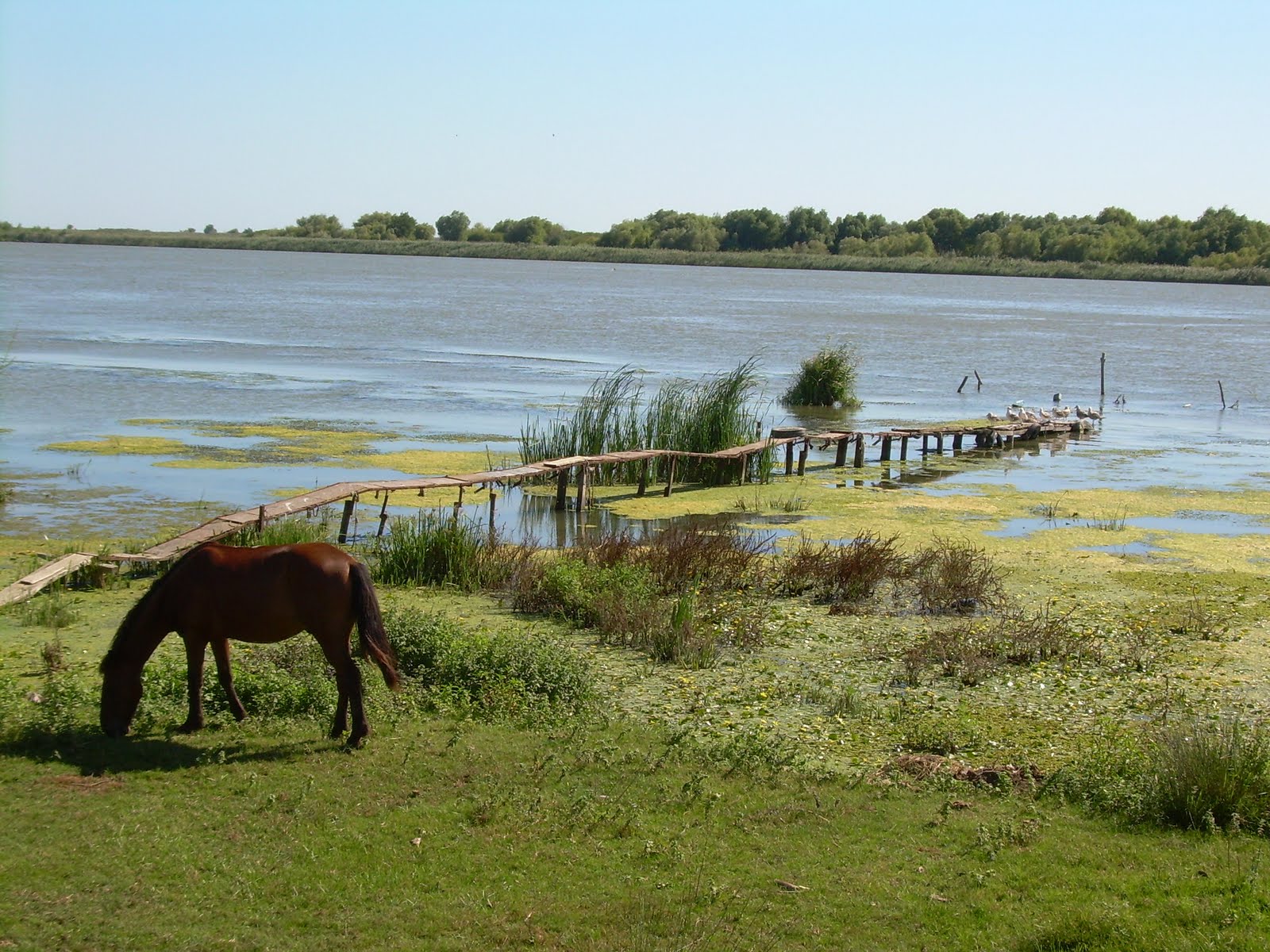 Ilyen a természetünk: Madárlátta Duna-delta