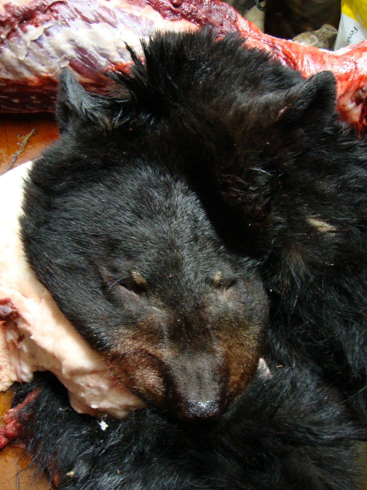 Watch it, I'll tan your hide!: Time out for a bear skinning.