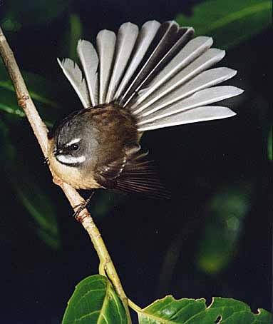 Central fantail club of america district 11 europa :: almond fantail ...
