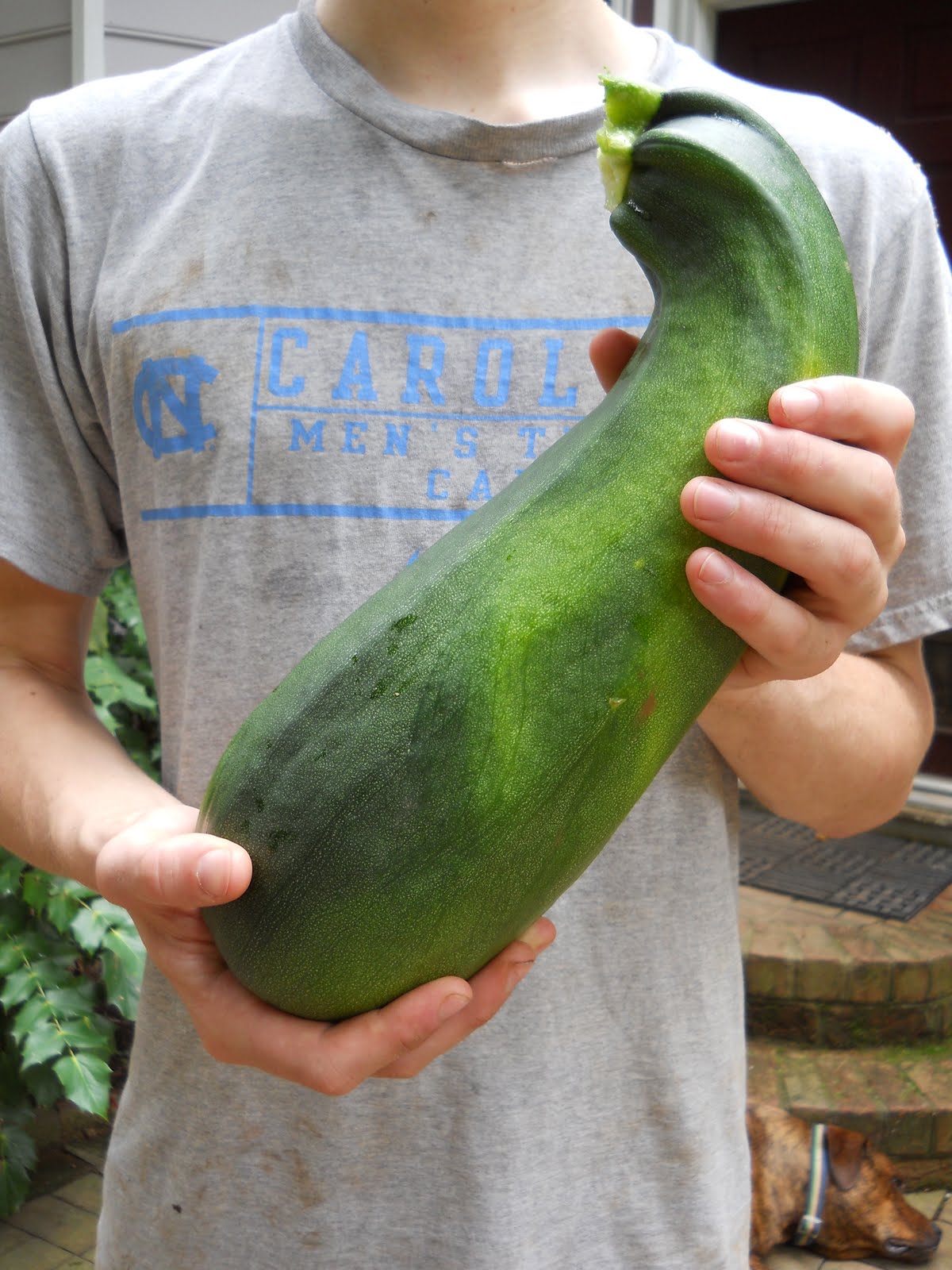 Sue's in the Garden Growing the Groceries: Giant Zucchini Uncovered