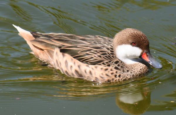 Los animales: Los Patos