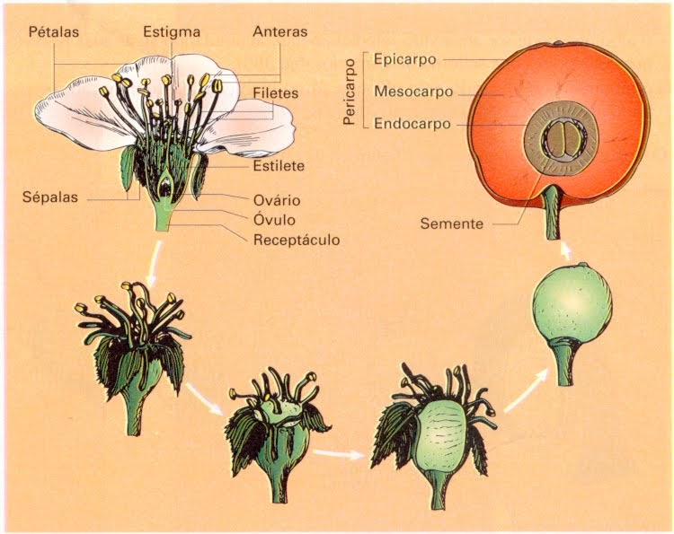 Bilhete de Identidade da Fruta: Desenvolvimento do Fruto