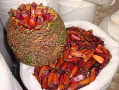 Bilhete de Identidade da Fruta: Fruto - Pinhão