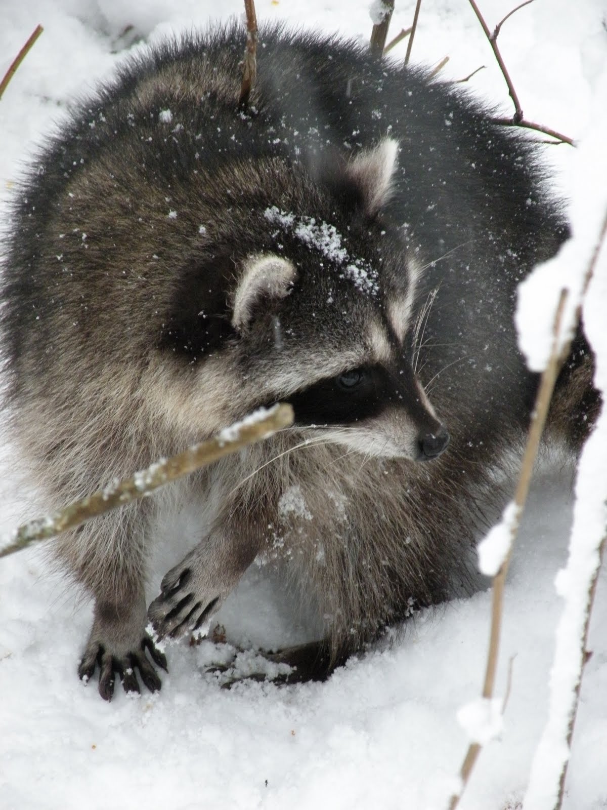 Boy Wonders: LOST in COON Lagoon