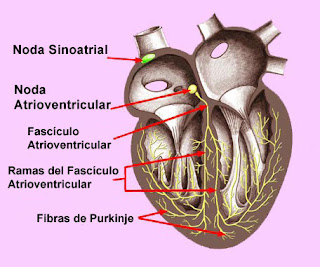Blog do Firme - Utilidades e conhecimento: Nodo Sinusal Sinoatrial ou ...