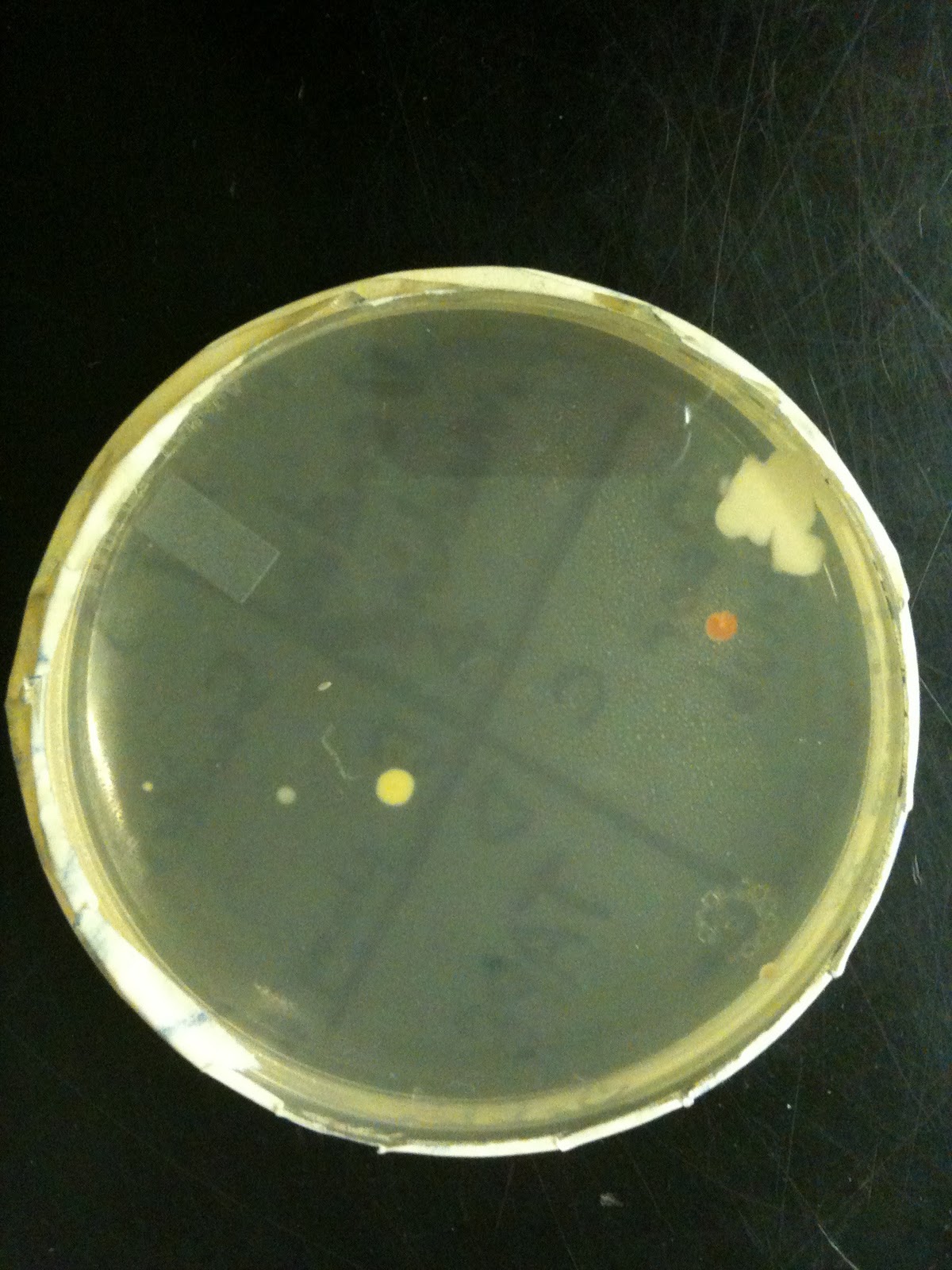 Maple Story: Bacteria Lab Observations