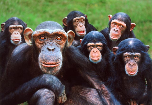 Animales: los primates