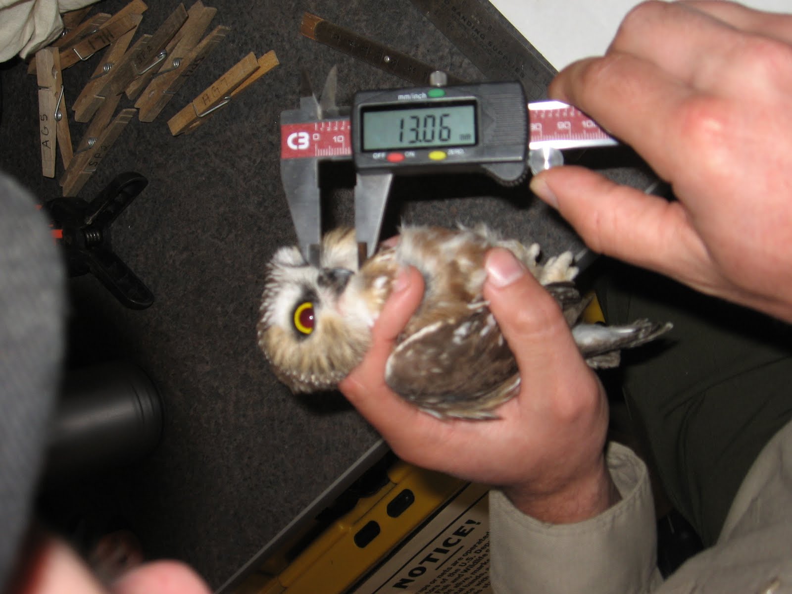 Raquel's Adventures at the Smithsonian Conservation Biology Institute ...