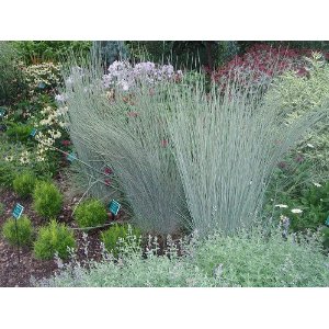 A Great, Native Grass for Your Garden - Little Bluestem