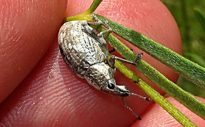Ramblings Around Texas: The Sad Story of a Weevil