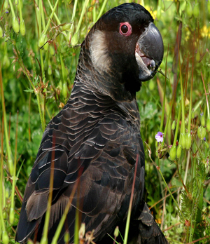 Black Parrots