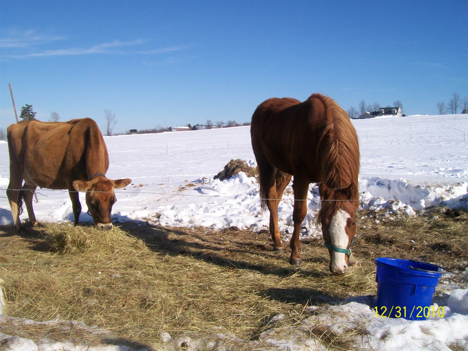 SweetLand Farm: cow, meet horse. horse meet cow...