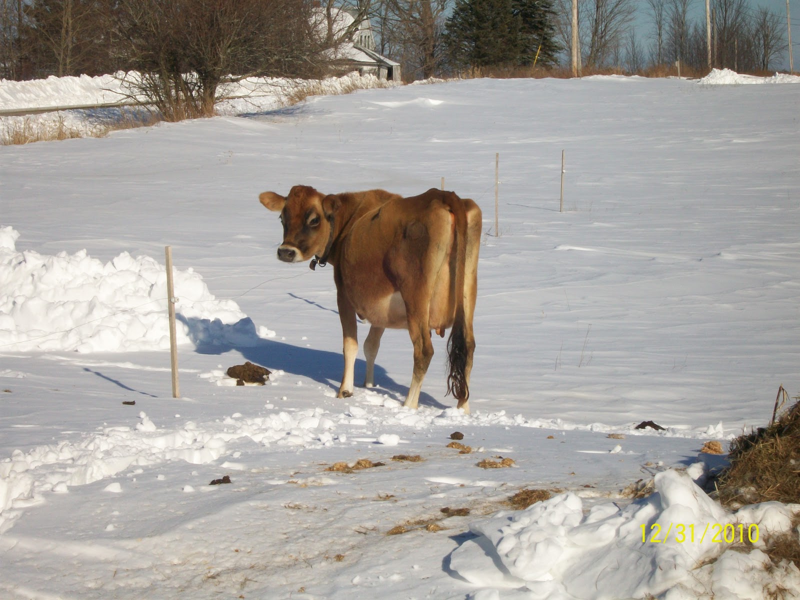 SweetLand Farm: cow, meet horse. horse meet cow...