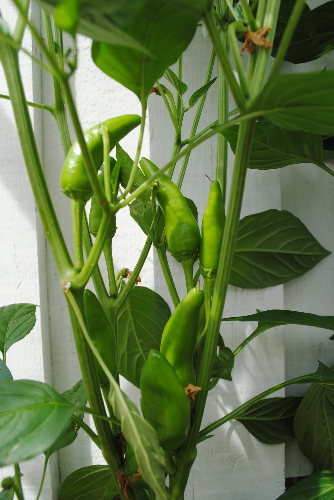 Pepper Permanto: A green pod summer!