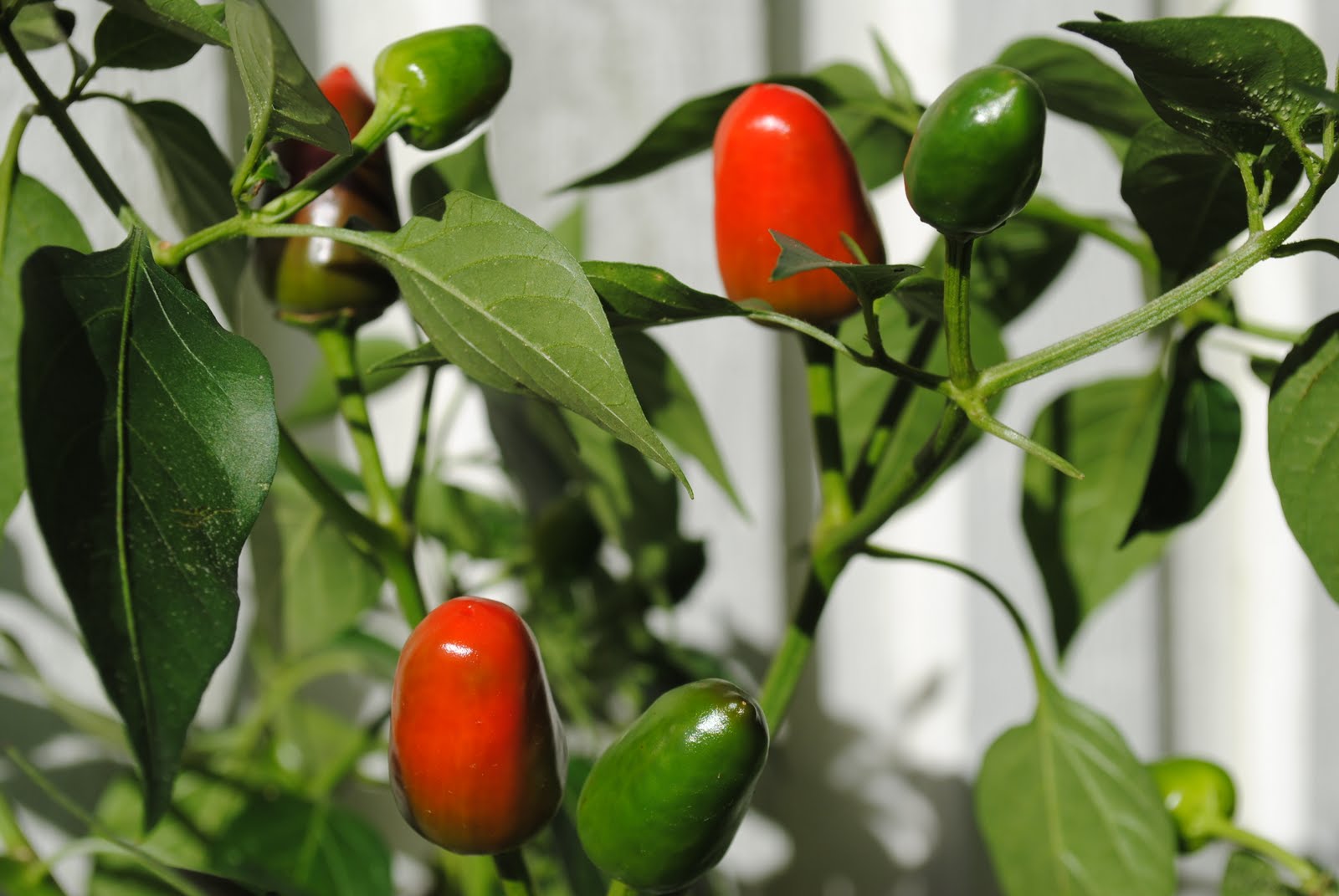 Pepper Permanto: Presenting peppers