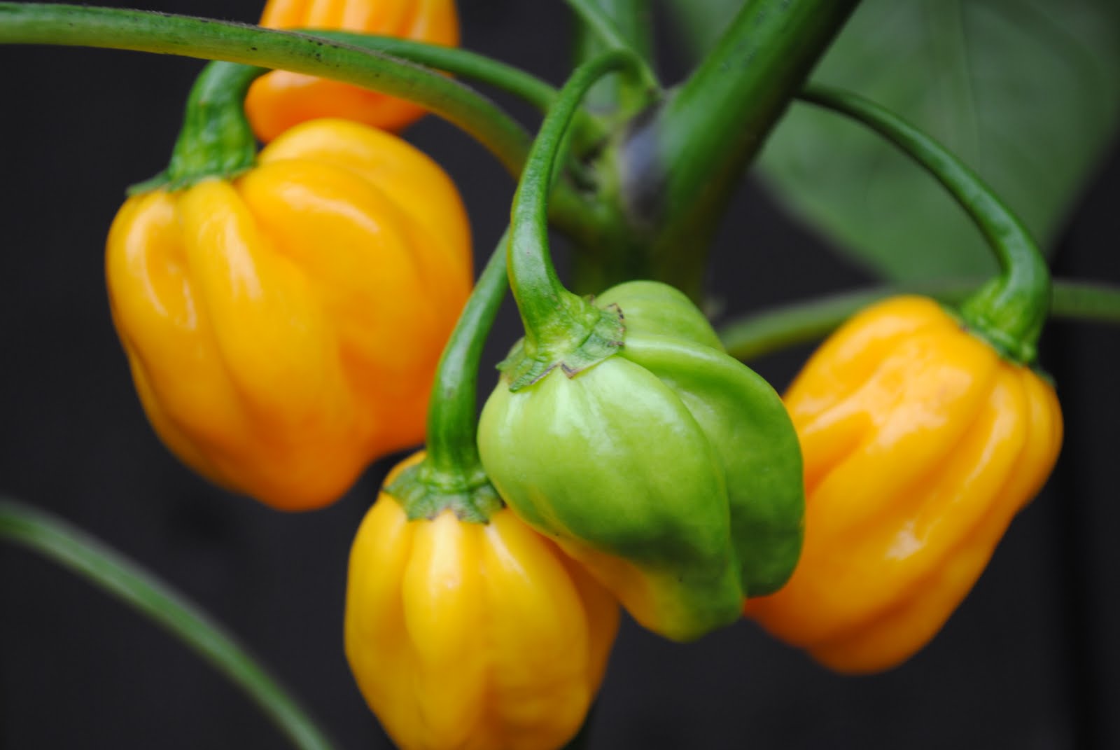 Pepper Permanto: Presenting peppers