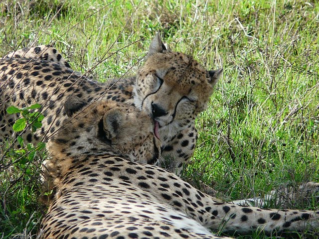 Adventures in Africa: Swahili - lesson six