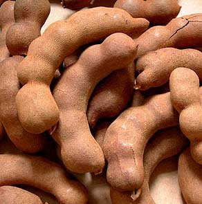 Tamarind | INDIAN AYURVEDA HERBS