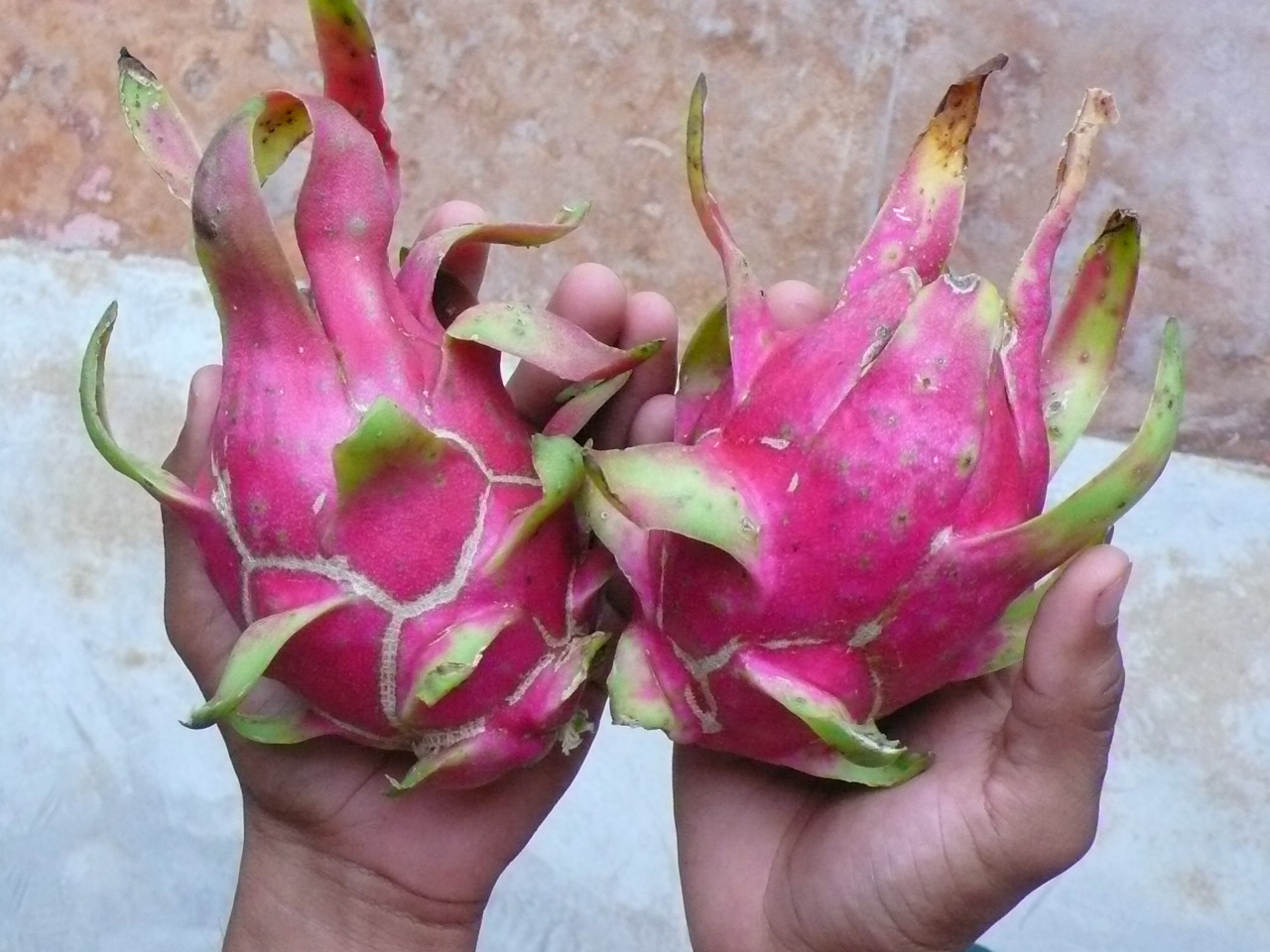 An Alaskan in Yucatán: Food: Passionate About Pitahaya