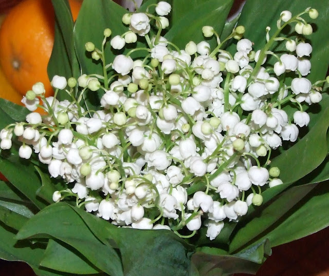 Gradina visurilor tale: Lacramioarele