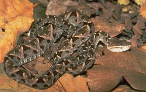 Viboras y serpientes del mundo