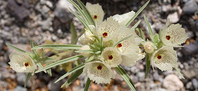 Joshua Tree National Park Association