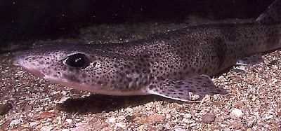 SUPER ANIMAL: Dogfish