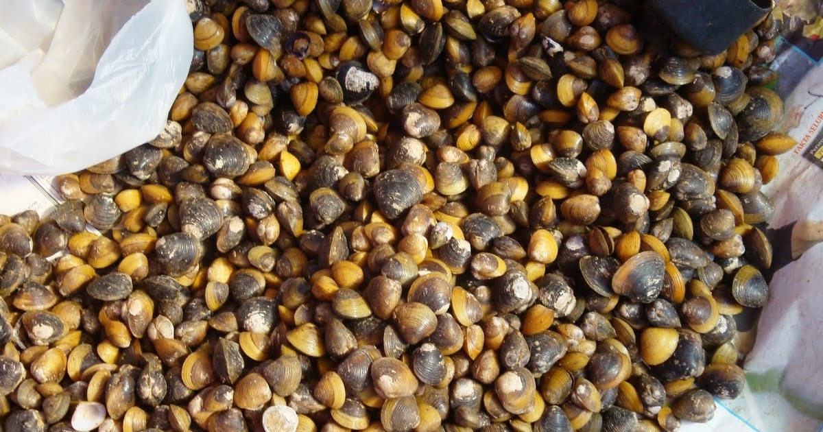 Alami Terengganu: Etok-Etok (Etak)