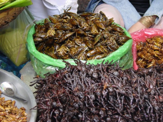 Fear Factors-Images,Videos,More....: Fear Factor remains popular only ...
