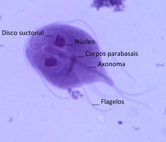 Parasitologia: Junho 2010