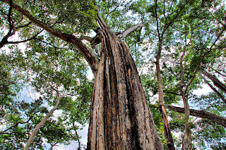 El Salvador - Lugares y Fotos: El Bálsamo