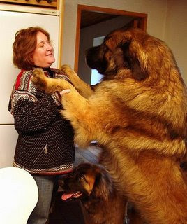 Culture Catalyst: What's a Leonberger?