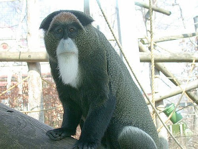 Real About My Life: Exotic Animals