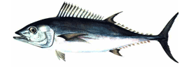 Amigos de pesca: Especies Marínas: ATÚN