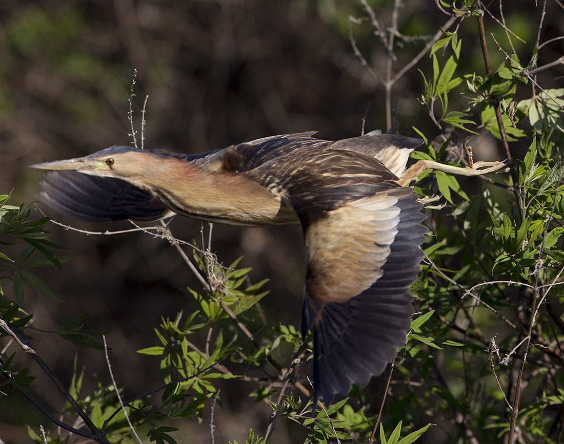 pewit: Little Bitterns