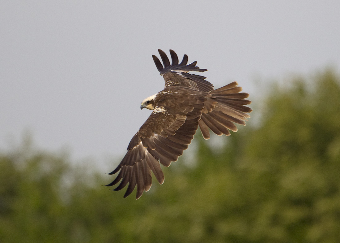 pewit: female Marsh Harrier