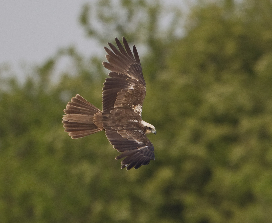 pewit: female Marsh Harrier