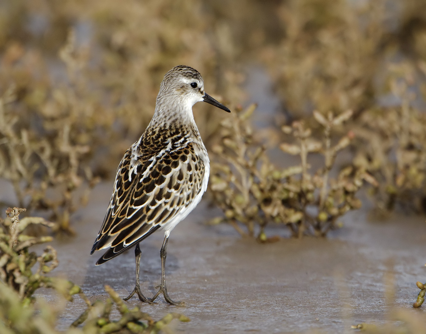 pewit: juvenile Little Stint