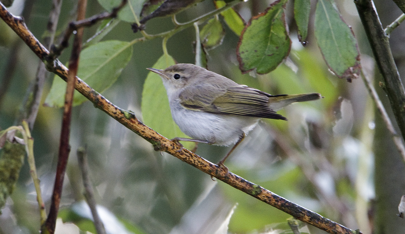 pewit: Western Bonelli's Warbler