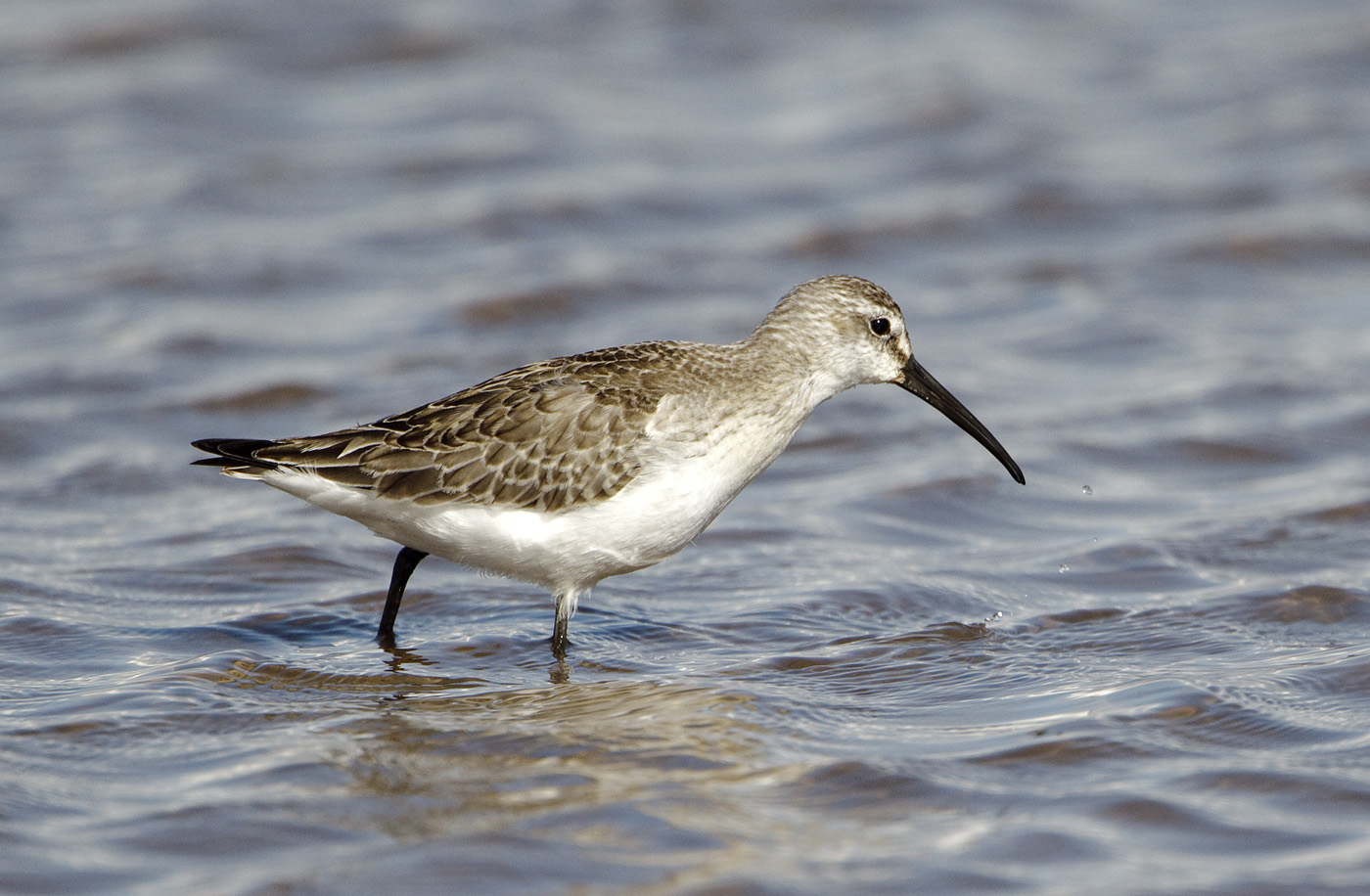 pewit: juvenile Curlew Sandpiper and Dunlin
