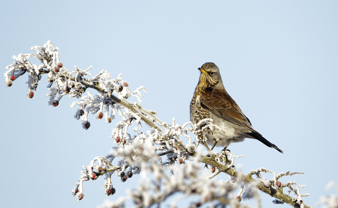 pewit: Fieldfare and Song Thrush, Sparrowhawk and Woodpigeons