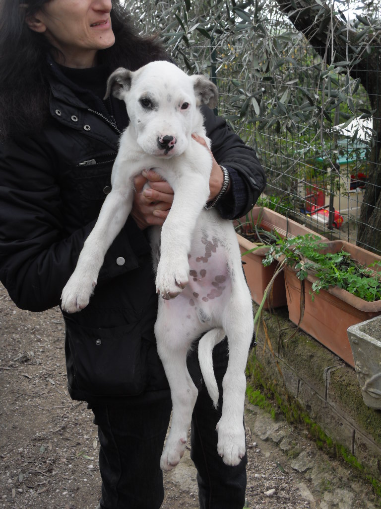 CUOREDICANE: FW: BELLISSIMO CUCCIOLO INCROCIO MOLOSSO CERCA CASA ...
