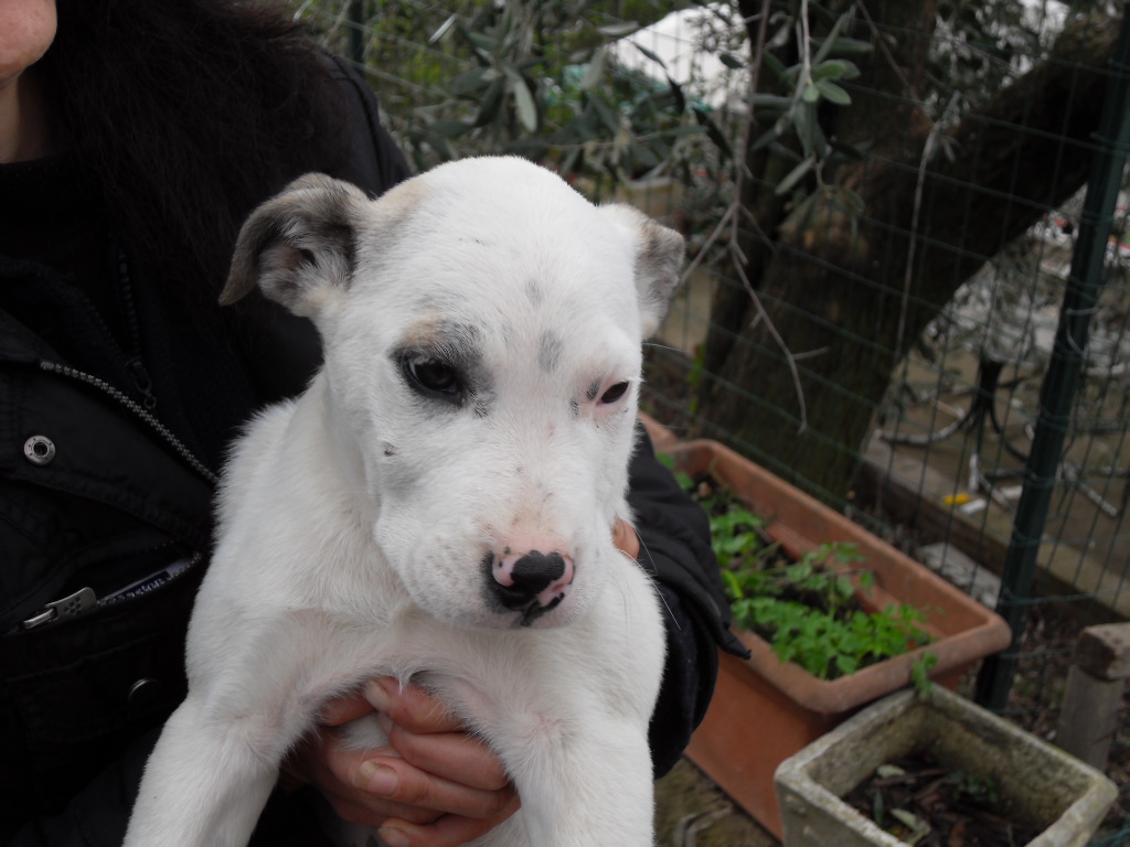 CUOREDICANE: FW: BELLISSIMO CUCCIOLO INCROCIO MOLOSSO CERCA CASA ...